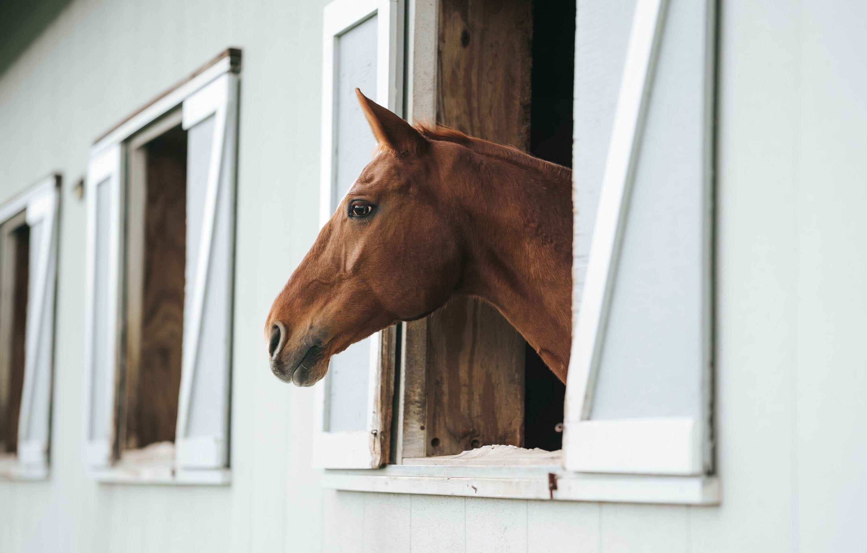 Stable & Field – Three Horses SIA